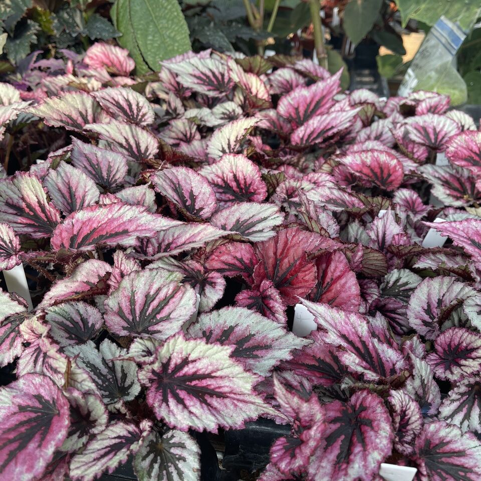 Begonias – Tomplantman