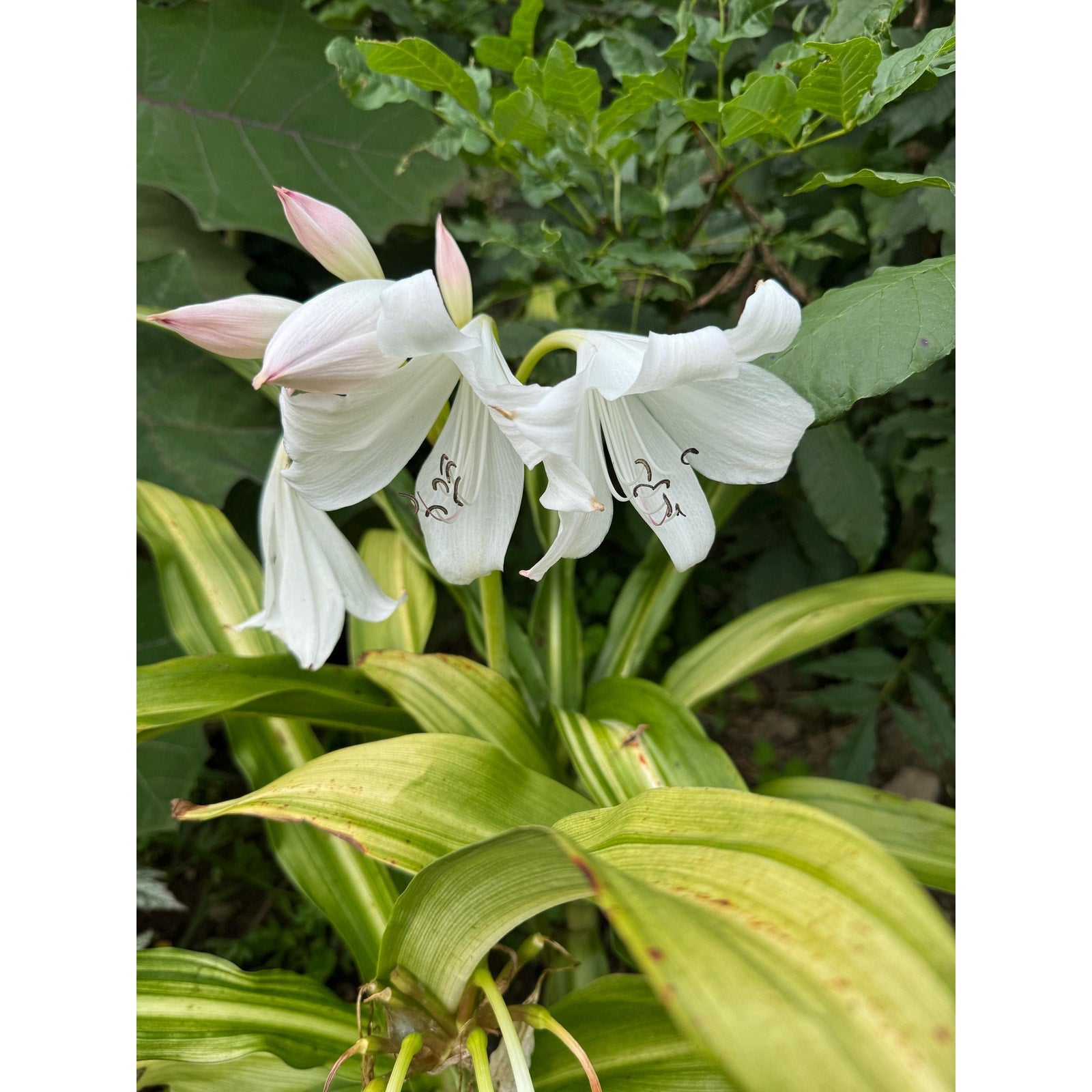 Crinum moorei ‘shima-ire’- Rare variegated variety with fragrant flowe ...