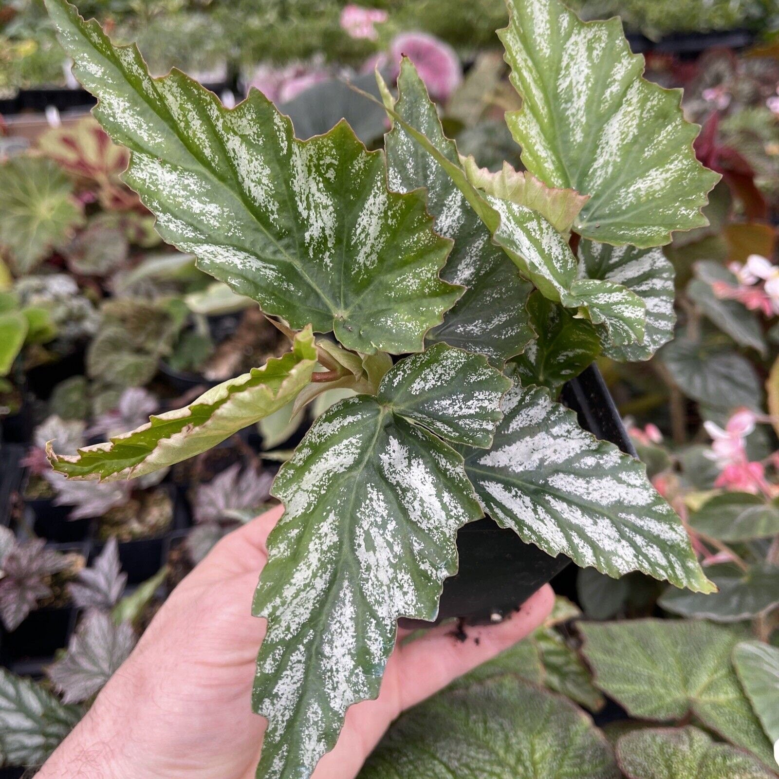 Begonias – Tomplantman
